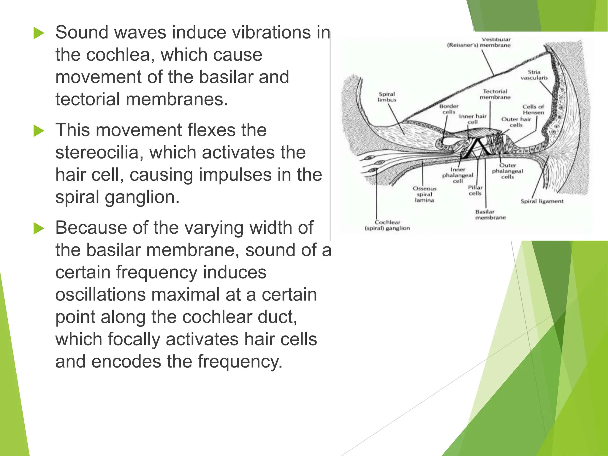 Clinical neuroanatomy of vestibulocochlear nerve | PPTX