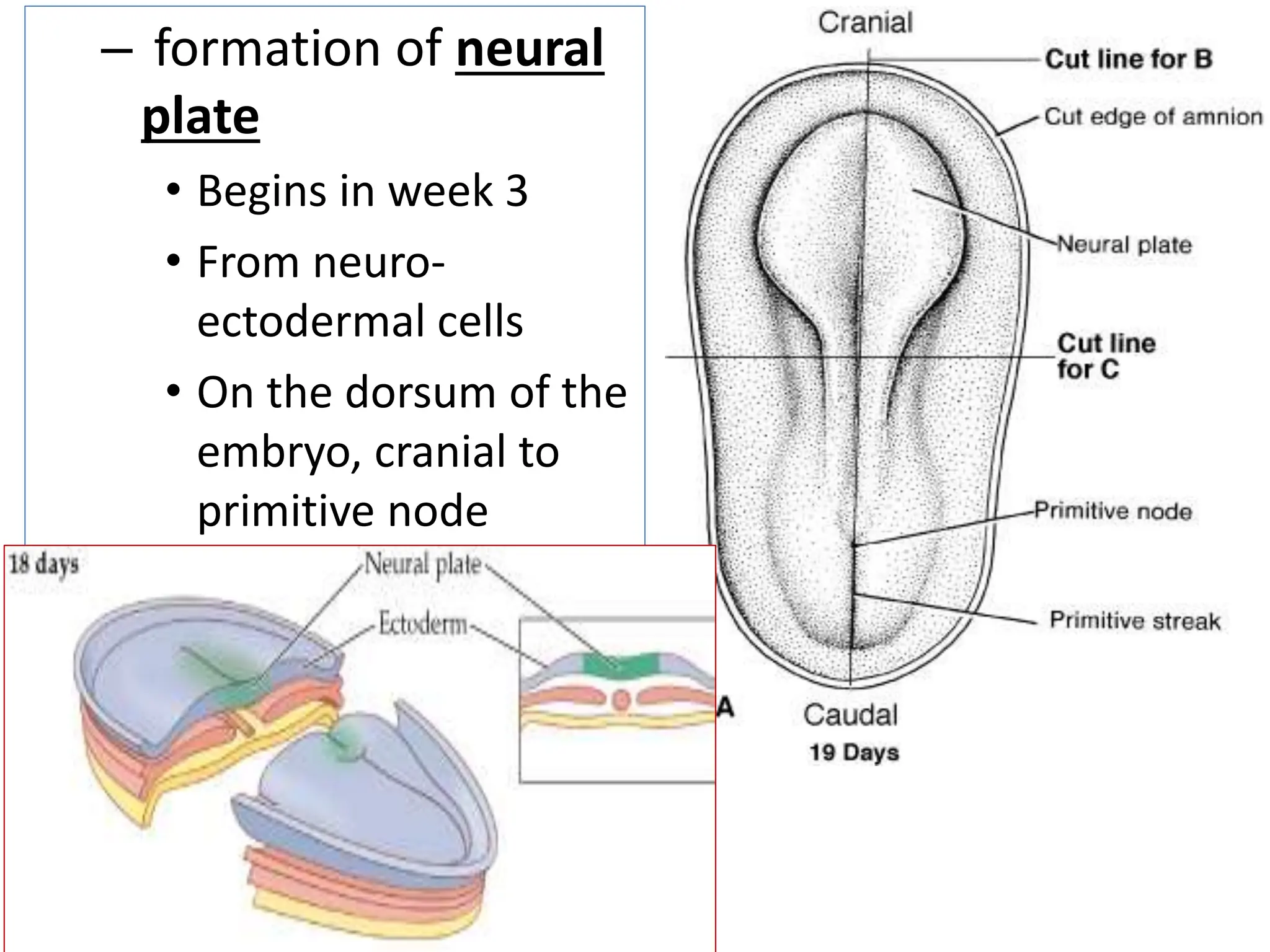 8_Nembryologydeveneurulation_Somites.pptx