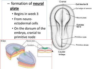 8_Nembryologydeveneurulation_Somites.pptx