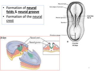 8_Nembryologydeveneurulation_Somites.pptx