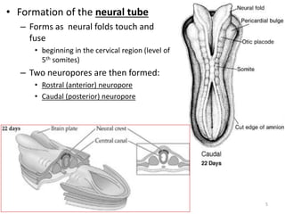 8_Nembryologydeveneurulation_Somites.pptx