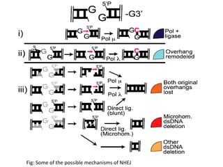 Nonhomologous end joining NHEJ polymerases | PPTX
