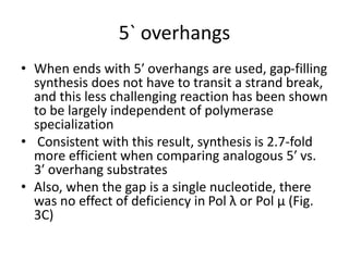 Nonhomologous end joining NHEJ polymerases | PPTX