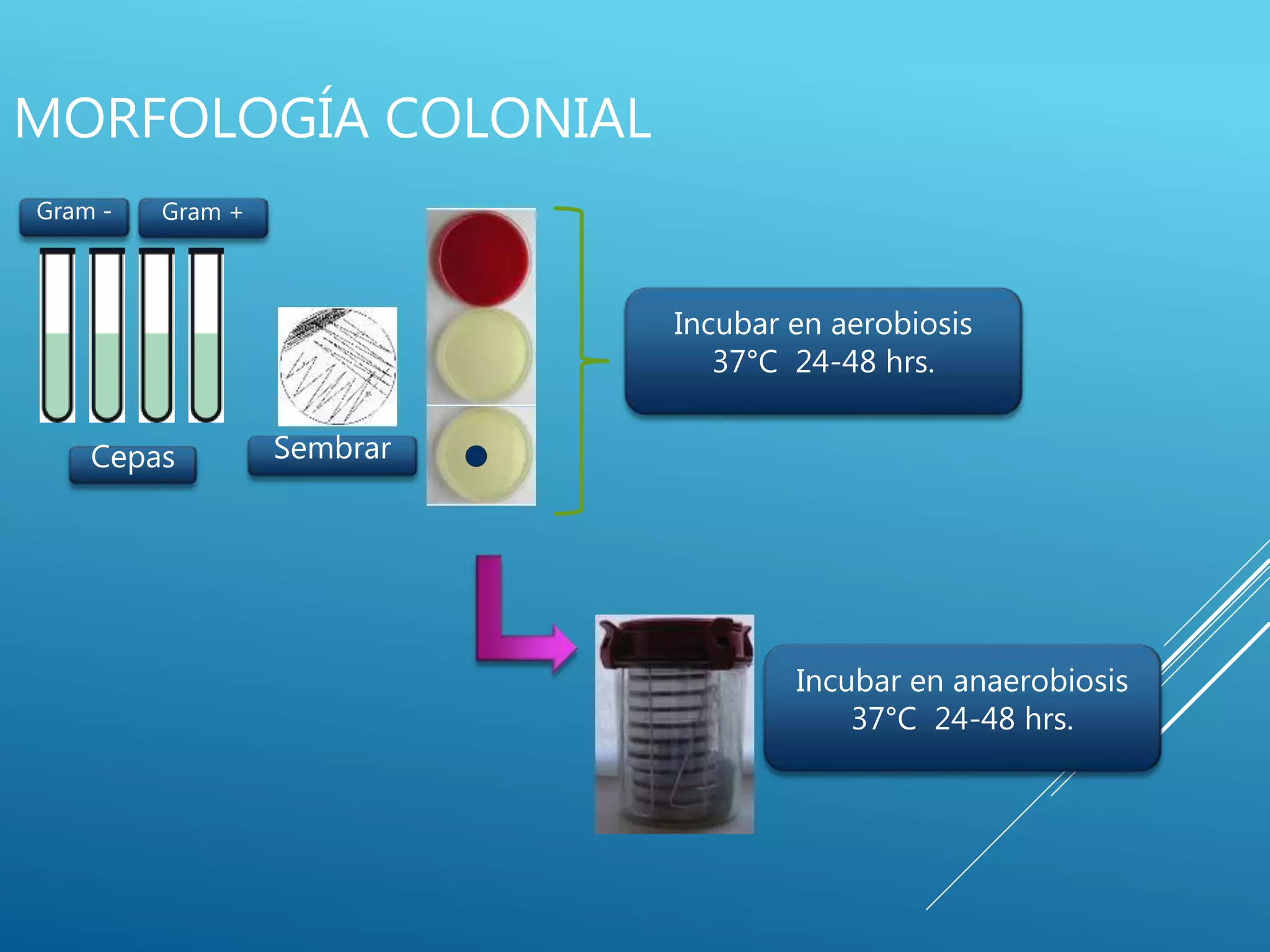 Generos y grupos bacterianos | PPT | Genetics | Science