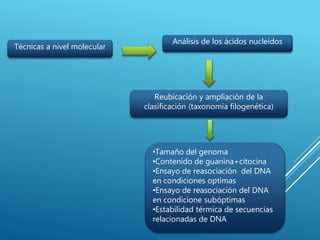 Generos y grupos bacterianos | PPT