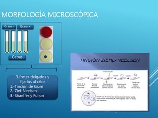 Generos y grupos bacterianos | PPT