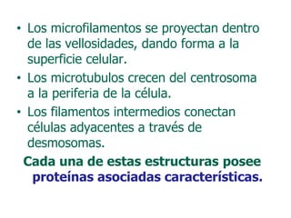 Citoesqueleto biología celular, ciencia. | PDF