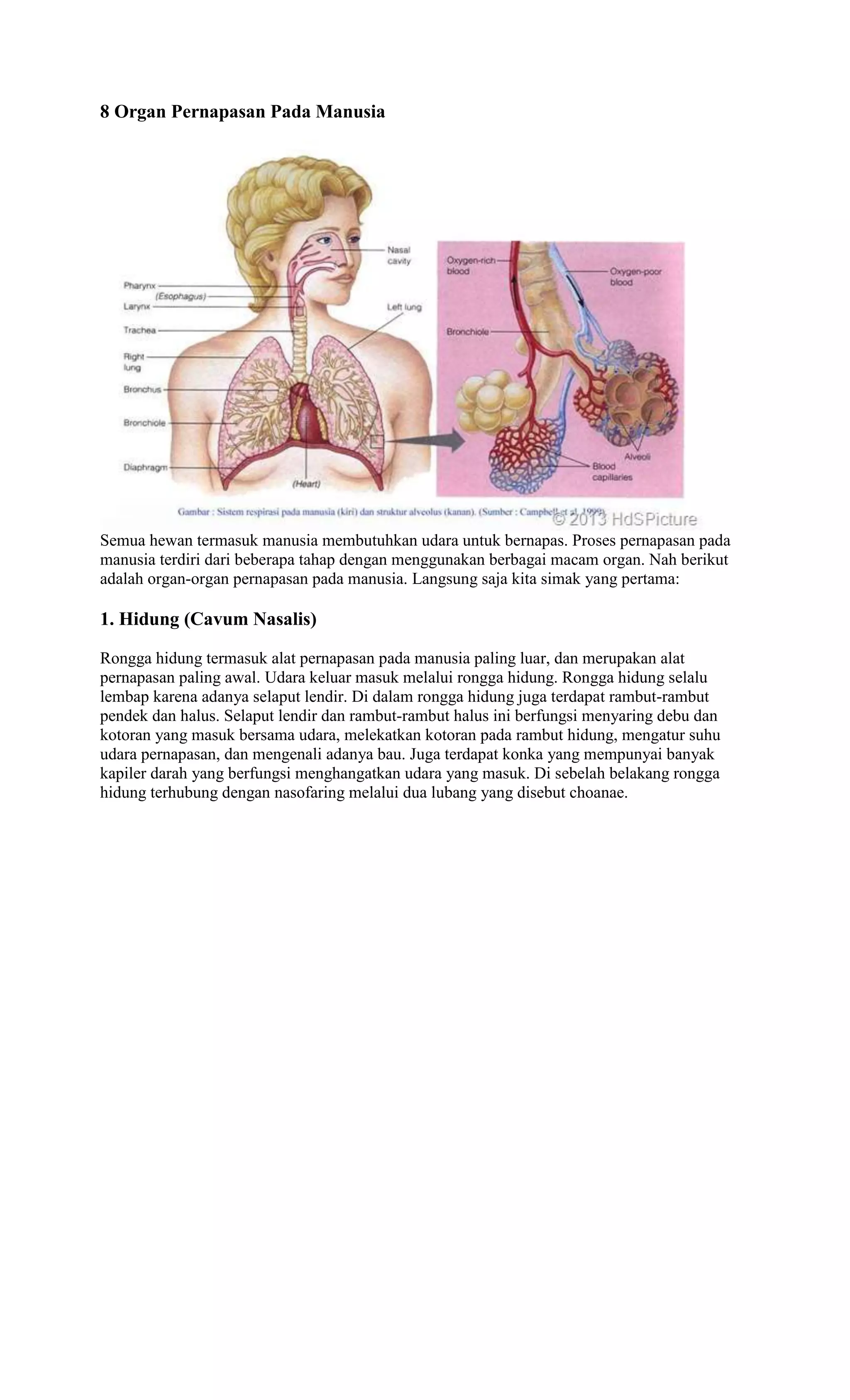 8 organ pernapasan pada manusia | PDF
