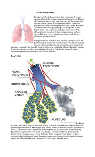 8 organ pernapasan pada manusia | DOCX