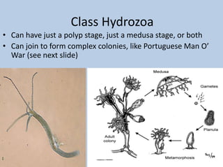 Class Hydrozoa