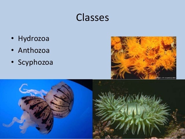 8 phylum cnidaria