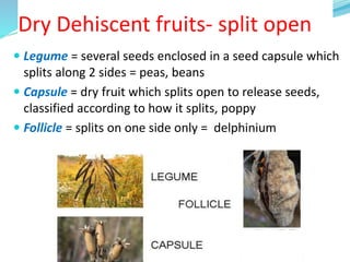 8 Plant Science - Seed germination, Breeding and Microorganisms.ppt