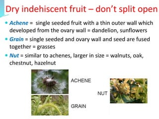 8 Plant Science - Seed germination, Breeding and Microorganisms.ppt ...