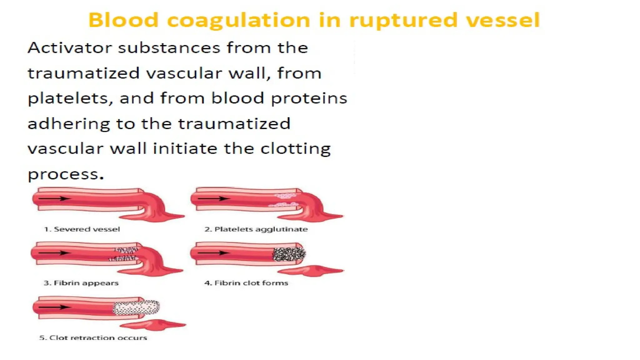 DPT - Physiology - II (Blood Physiology) Platelets, clotting mechanisms ...