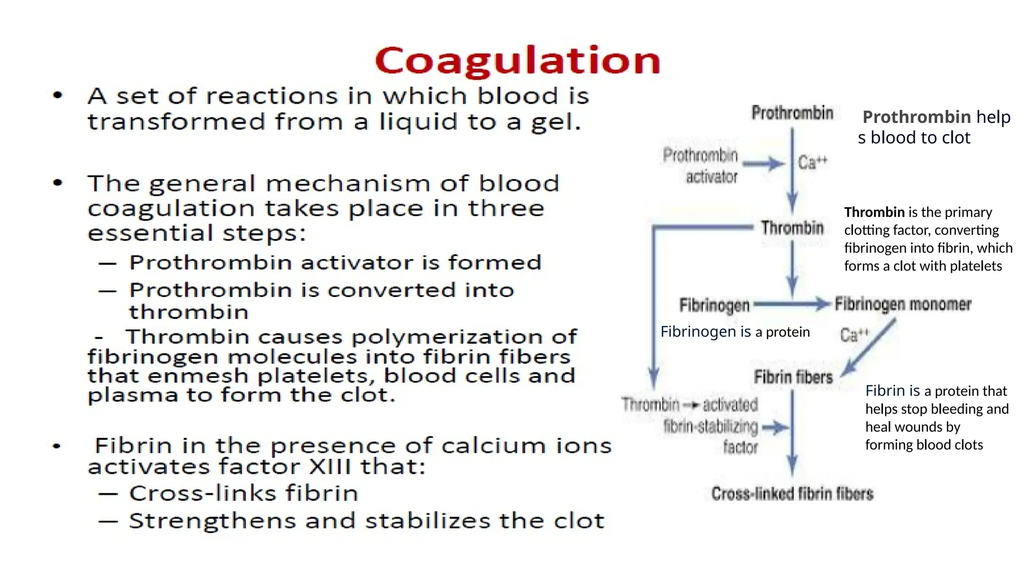 DPT - Physiology - II (Blood Physiology) Platelets, clotting mechanisms ...