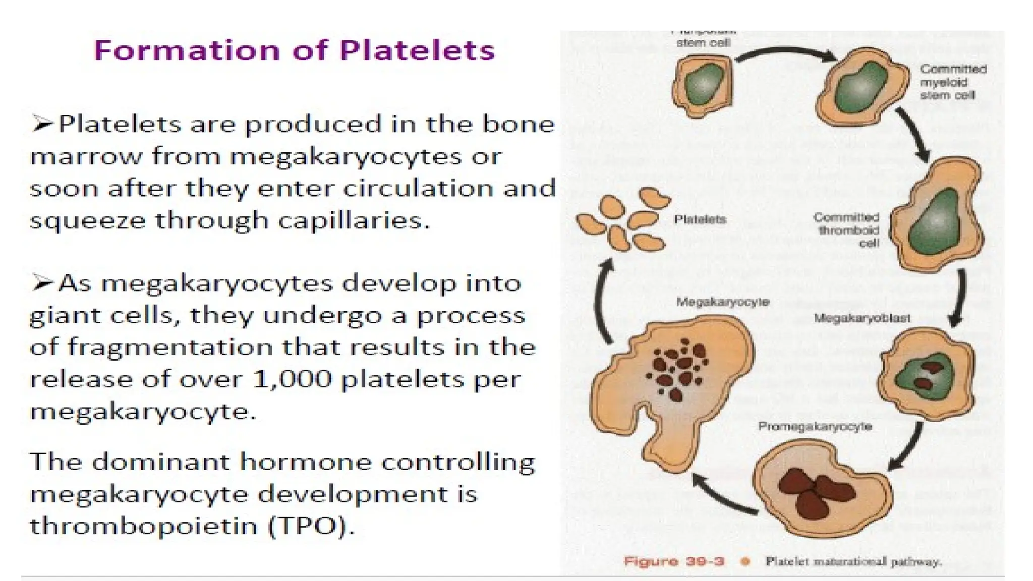 DPT - Physiology - II (Blood Physiology) Platelets, clotting mechanisms ...