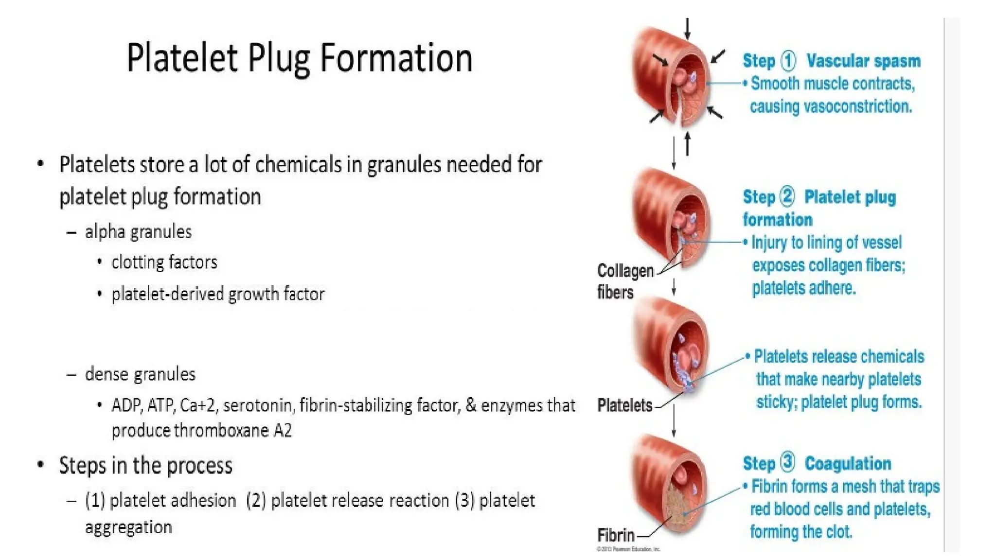 DPT - Physiology - II (Blood Physiology) Platelets, clotting mechanisms ...