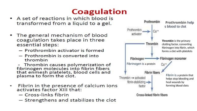 DPT - Physiology - II (Blood Physiology) Platelets, clotting mechanisms ...