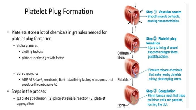 DPT - Physiology - II (Blood Physiology) Platelets, clotting mechanisms ...
