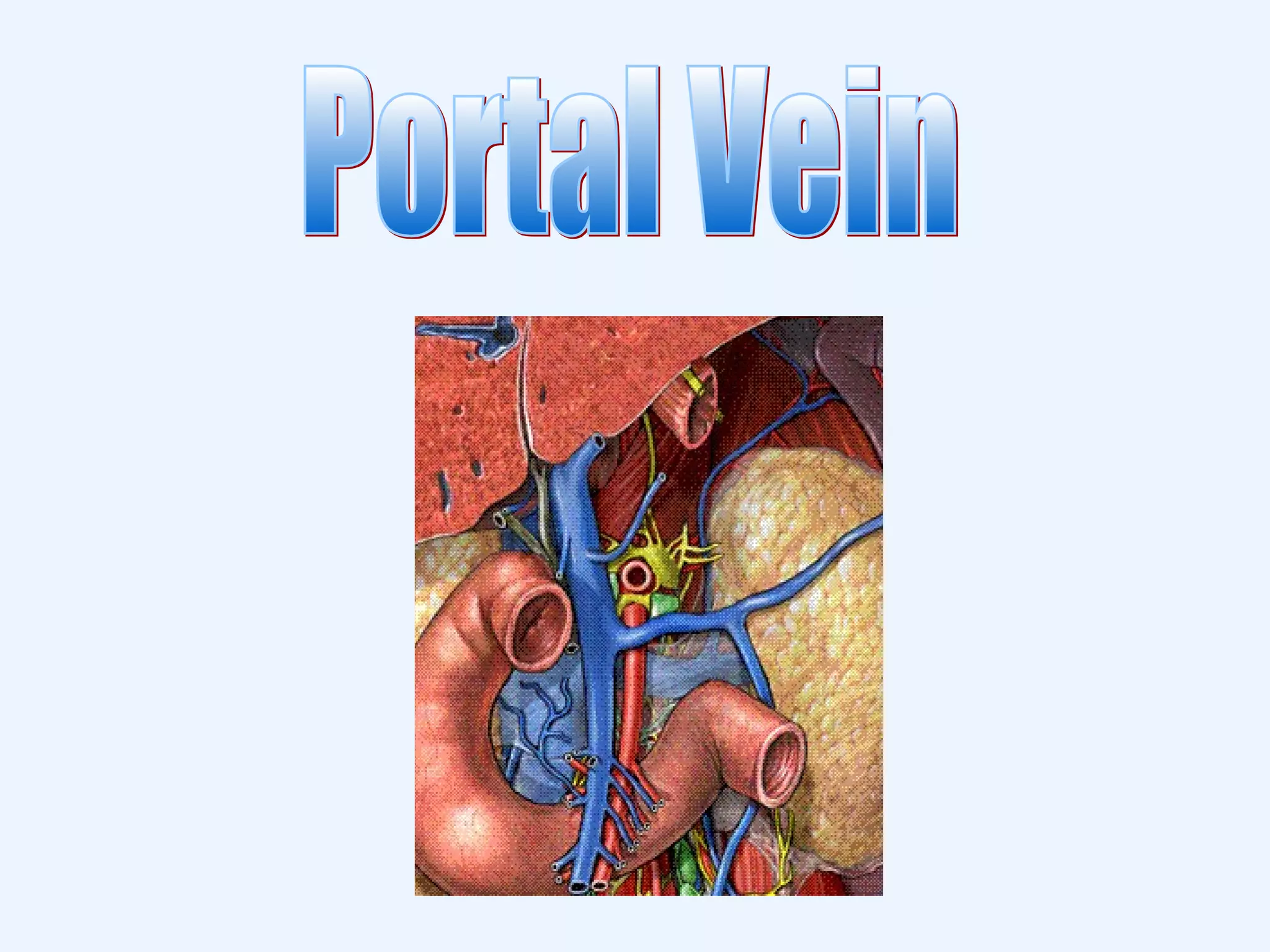 portal vein | PPT