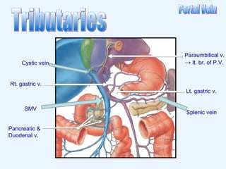 portal vein | PPT