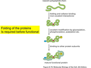Proetin Tertiary Structure | PPT