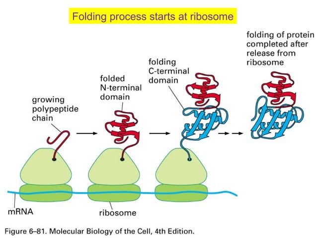 Proetin Tertiary Structure | PPT | Chemistry | Science