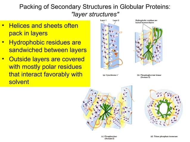 Proetin Tertiary Structure | PPT | Chemistry | Science