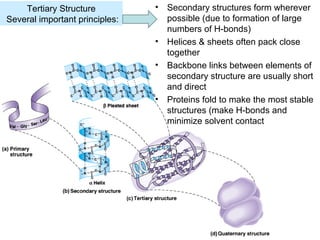 Proetin Tertiary Structure | PPT