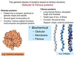 Proetin Tertiary Structure | PPT