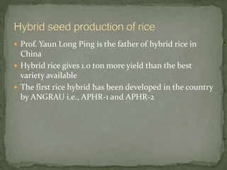 Hybrid seed production of rice | PPTX