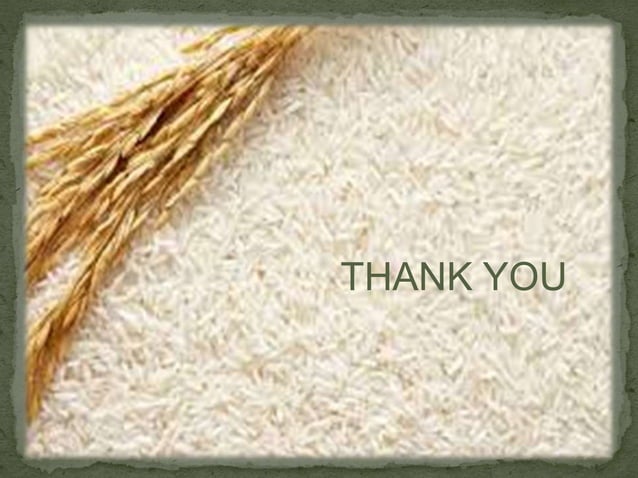 Hybrid seed production of rice | PPTX | Agriculture | Industries