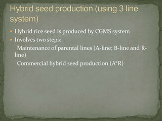 Hybrid seed production of rice | PPTX