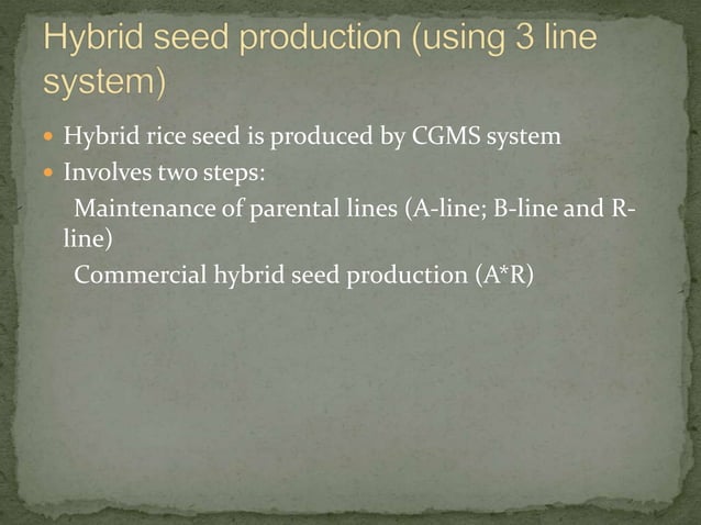 Hybrid seed production of rice | PPTX | Agriculture | Industries