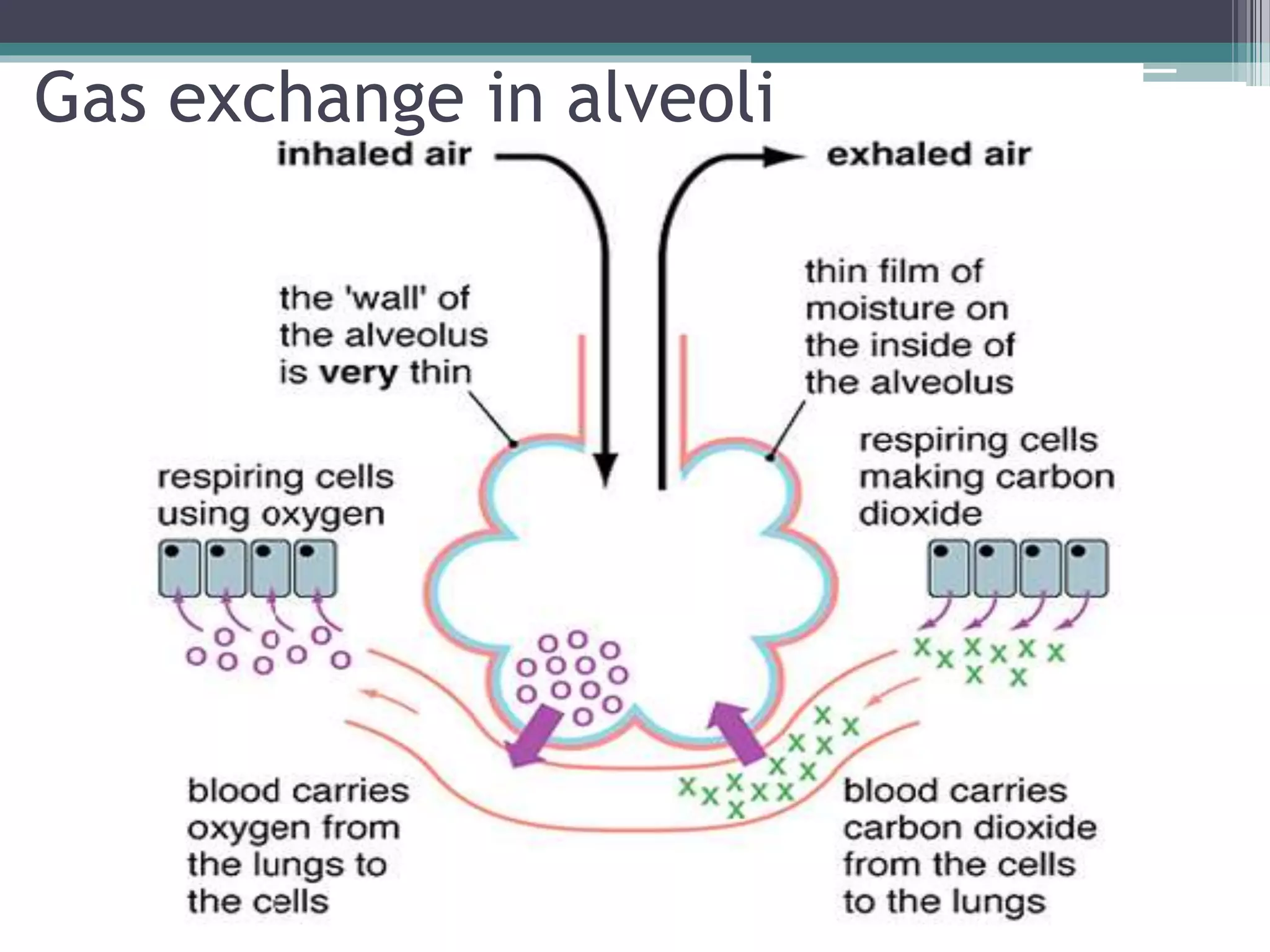 Ch 8 respiration 2019 | PPTX