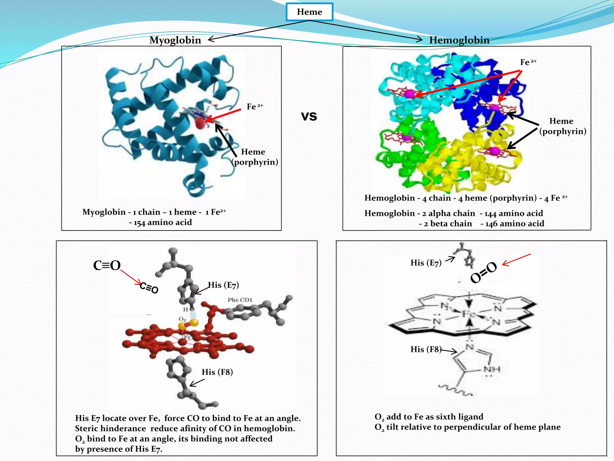 Option B Hemoglobin, Myoglobin, Cytochrome and Oxygen Dissociation ...