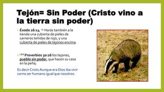 8santuario sus pieles | PDF