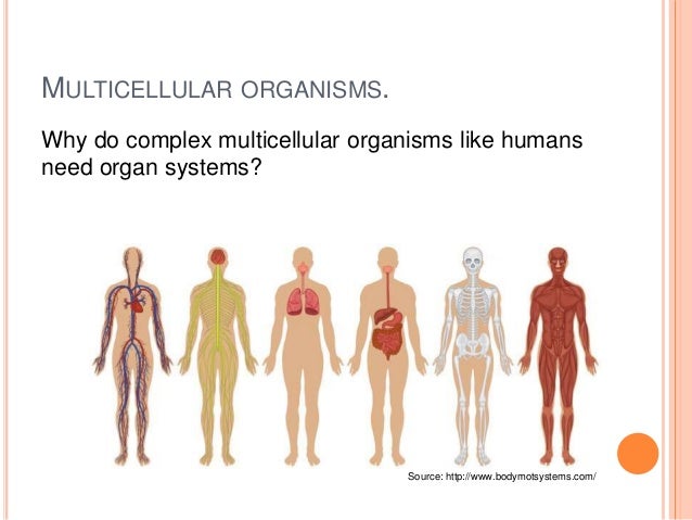 Functioning organisms - 01 Introduction to the organ systems of the h…