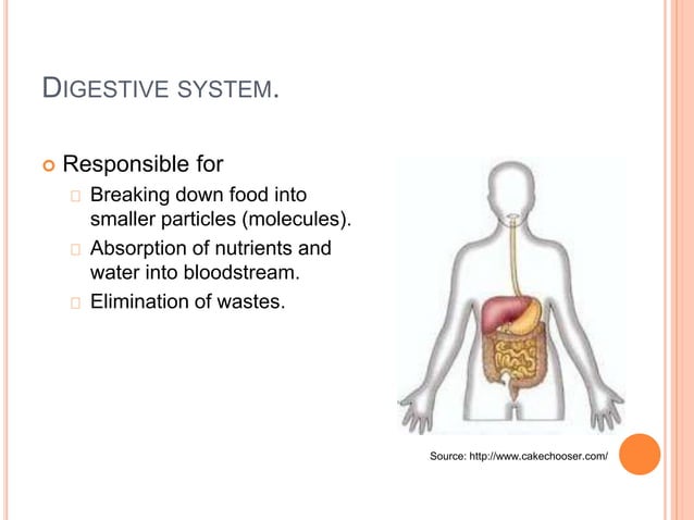 Functioning organisms - 02 Digestive system | PPT