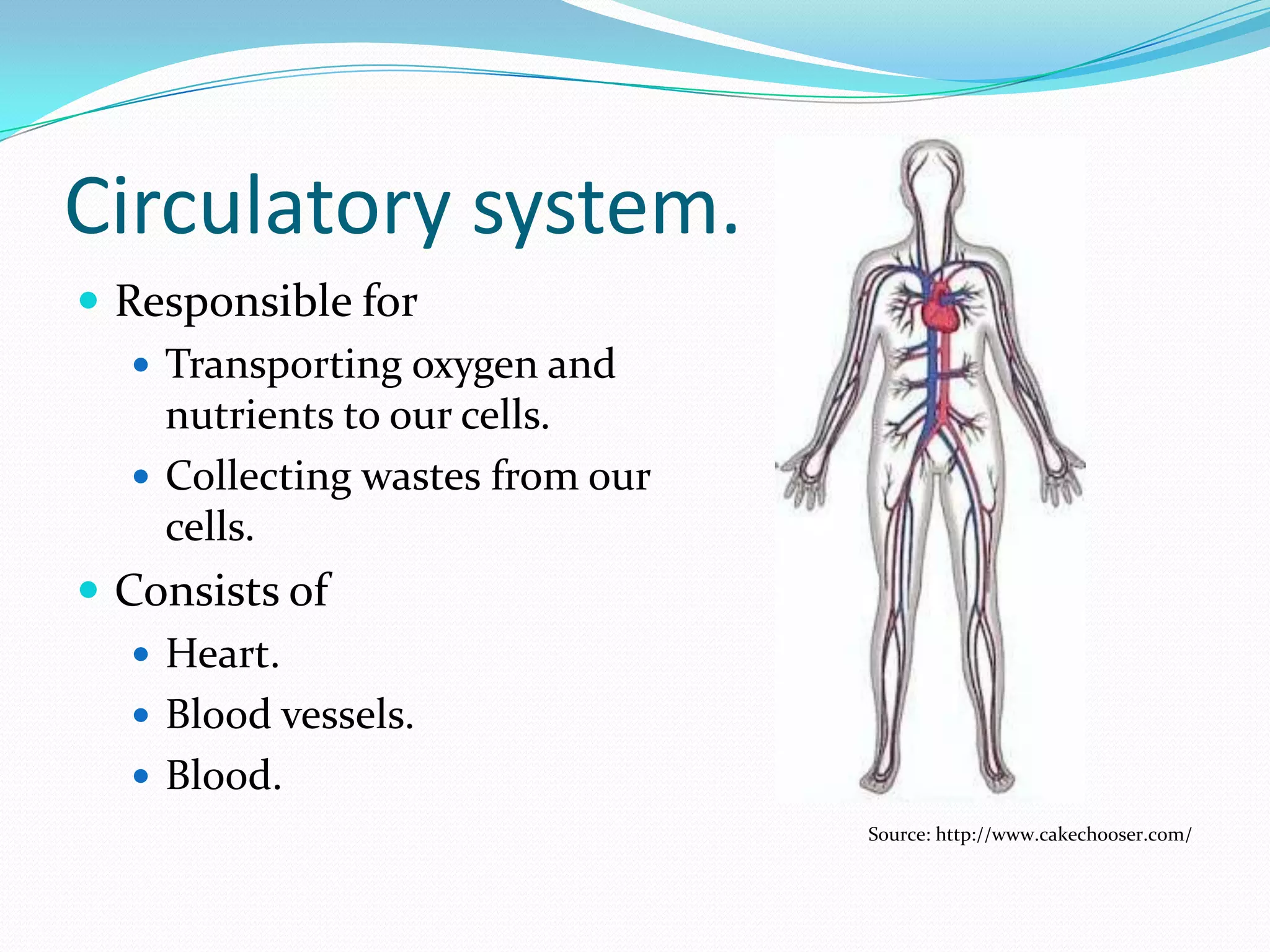 Functioning organisms - 03 Circulatory system | PPTX
