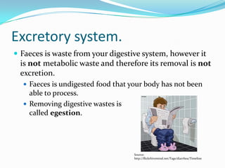 Functioning Organisms - 05 The Excretory System | PPTX | Lung and ...