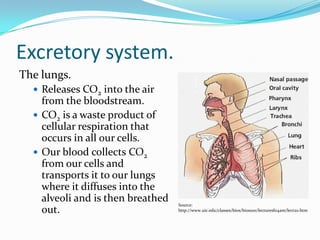 Functioning Organisms - 05 The Excretory System | PPTX | Lung and ...