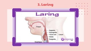 8 Sistem Pernafasan manusia Respiratory.pptx