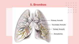 8 Sistem Pernafasan manusia Respiratory.pptx
