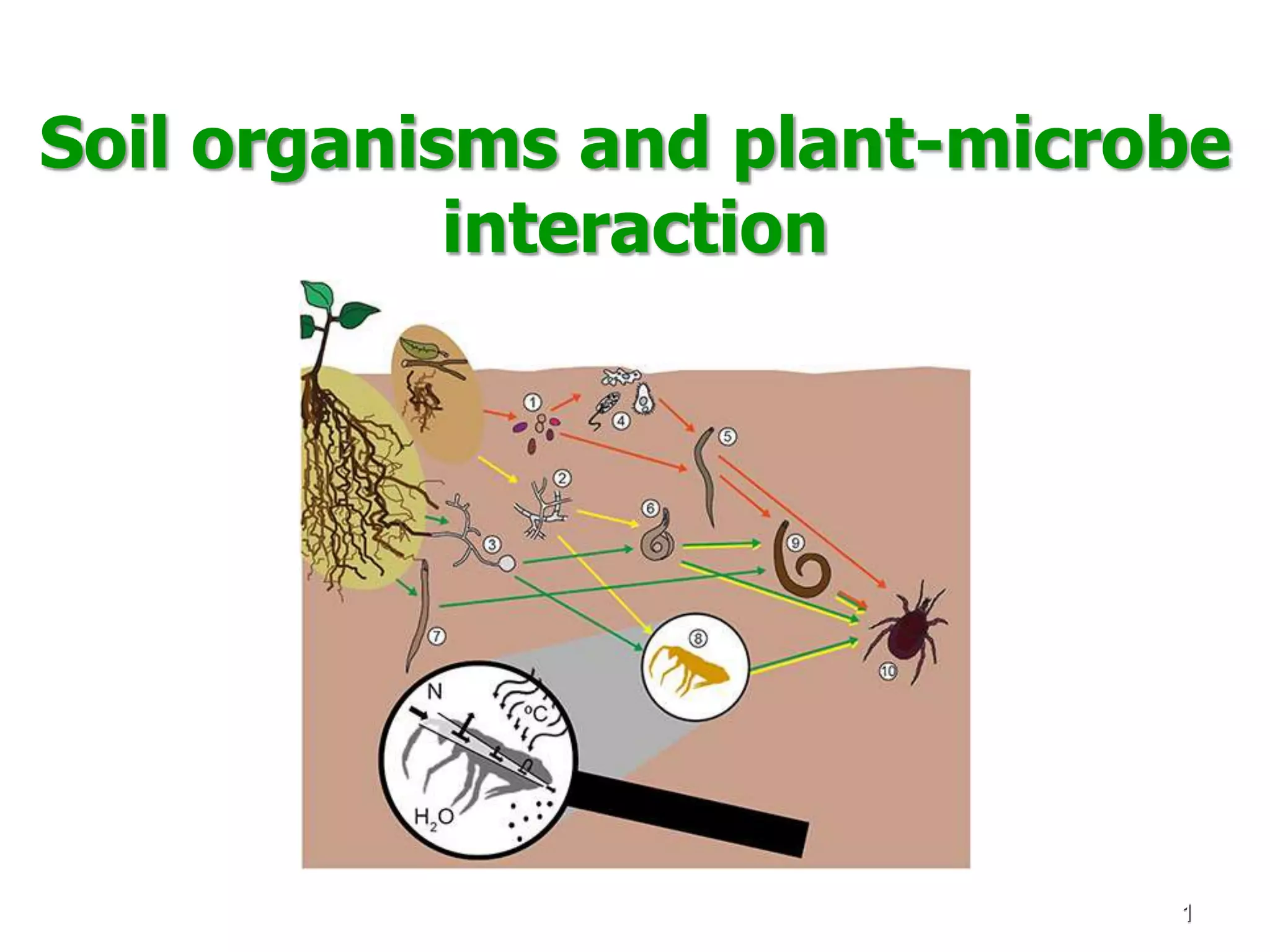 8 Soil organisms and plant-microbes interaction rev.1.ppt