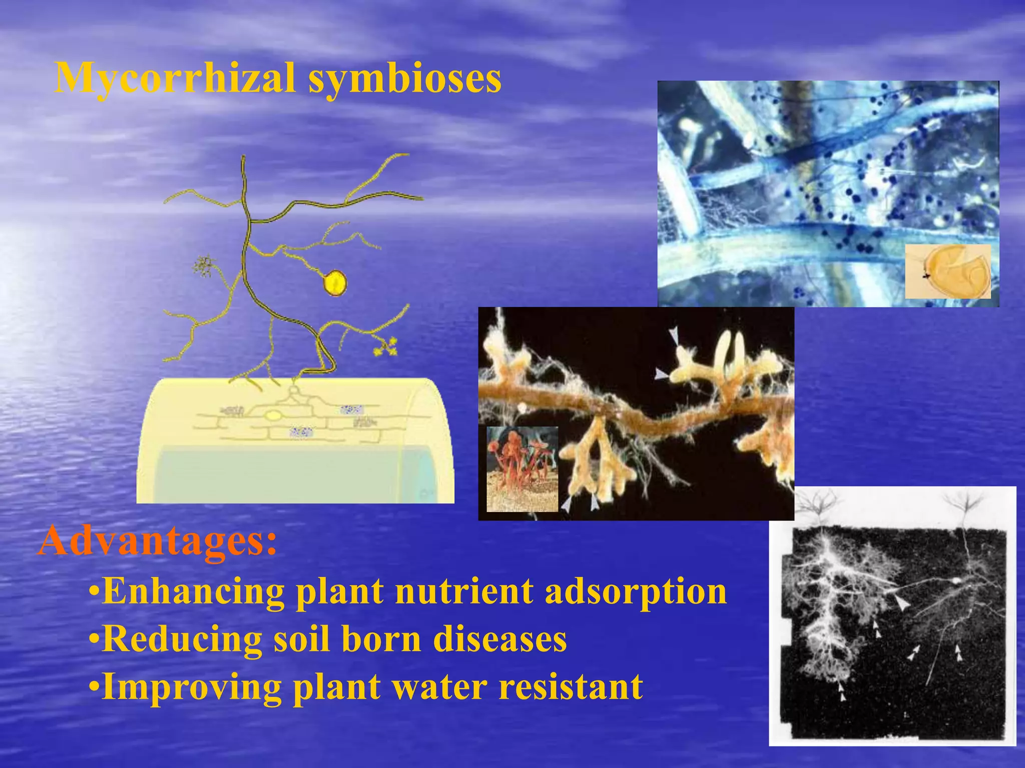 8 Soil organisms and plant-microbes interaction rev.1.ppt
