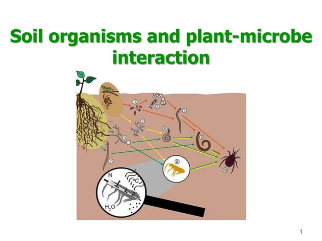 8 Soil organisms and plant-microbes interaction rev.1.ppt