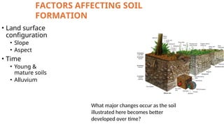 Earth Science Grade 11 SHS Soils and Soil Development | PPT
