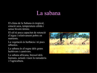 8BIOMES TERRESTRES | PPT