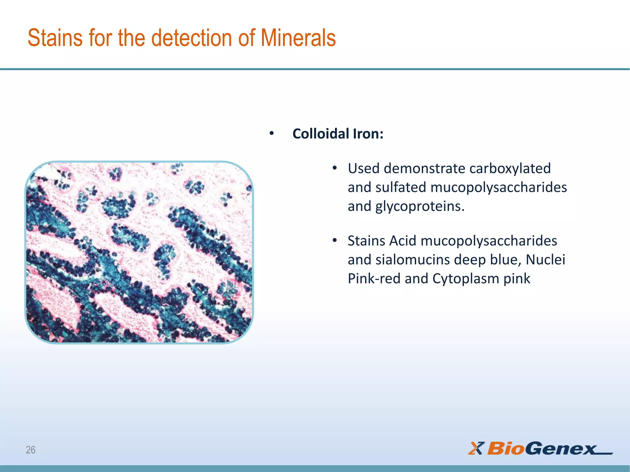 special stains | PDF